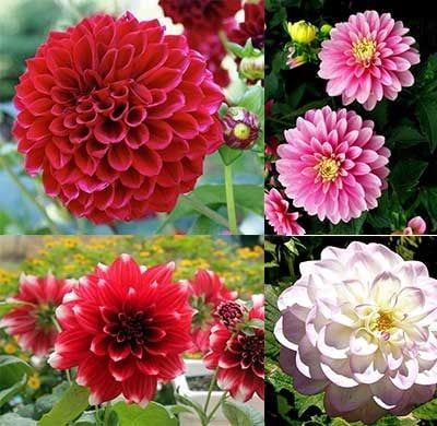 Củ hoa thược dược pháp – Nông Trại Cao Nguyên