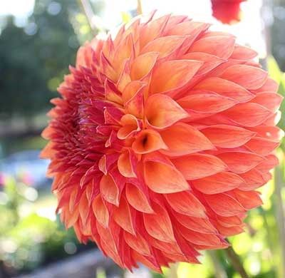 Củ hoa thược dược pháp – Nông Trại Cao Nguyên