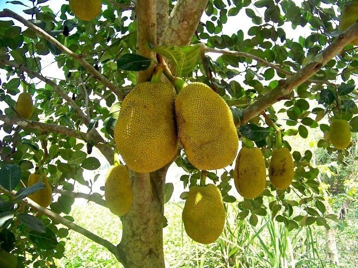 Vì sao người xưa dùng gỗ mít làm tượng thờ, xây đình chùa nhưng lại ...